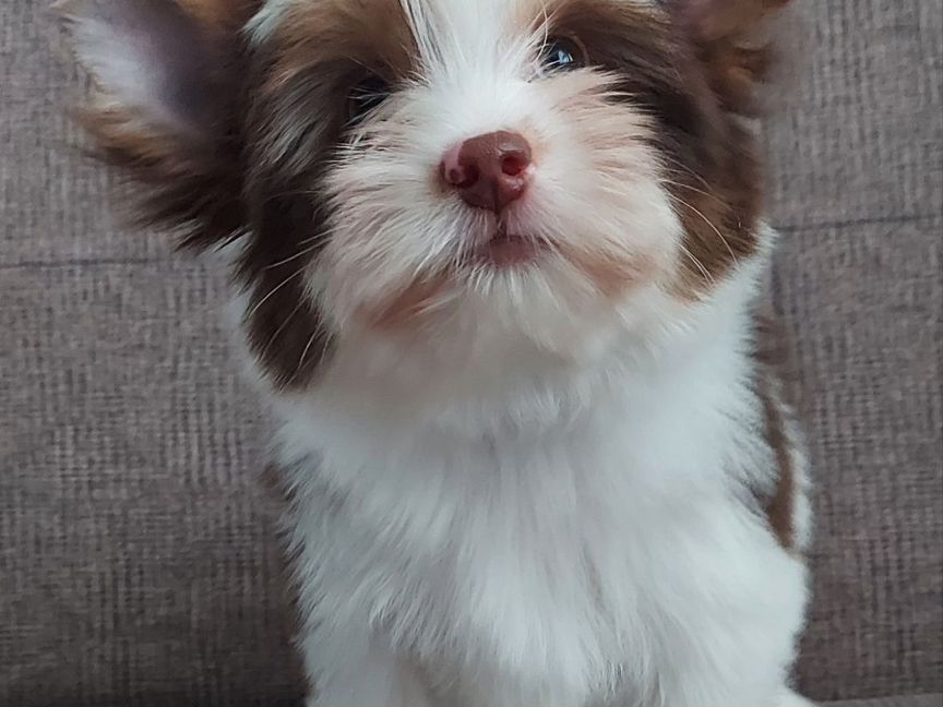 Шикарный щенок биро