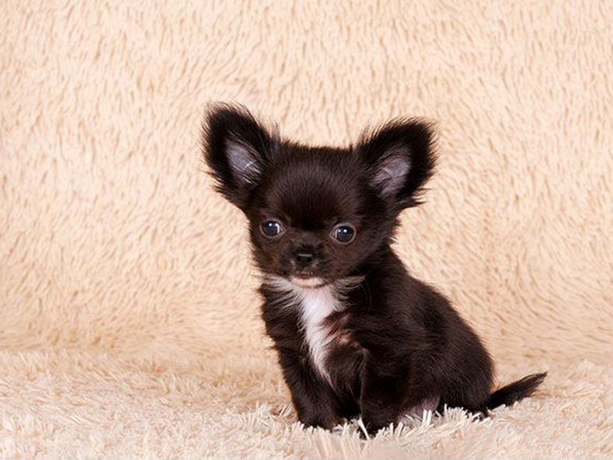 Чихуахуа д/ш мальчик мини