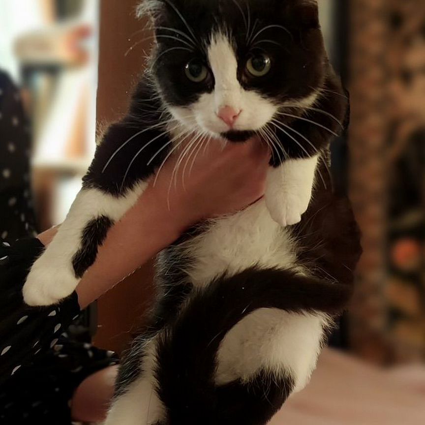 Котенок подросток черно-белый
