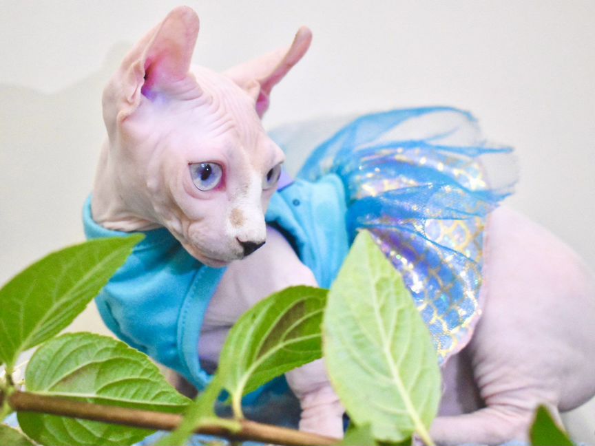 Котята сфинкс, двельф, эльф