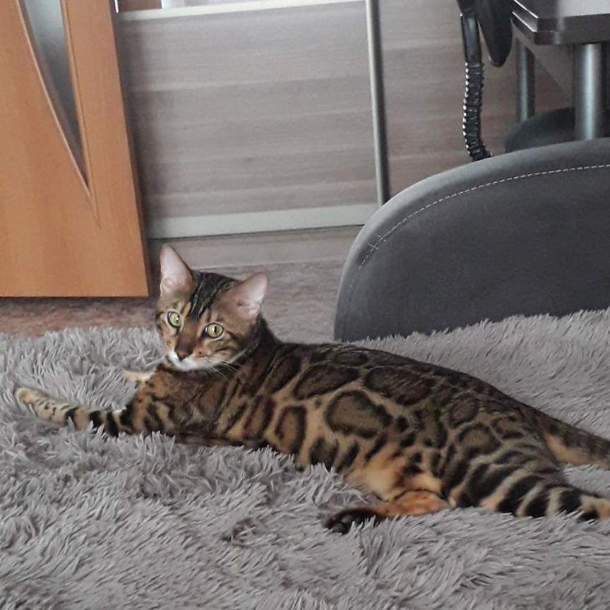 Бенгальская кошка