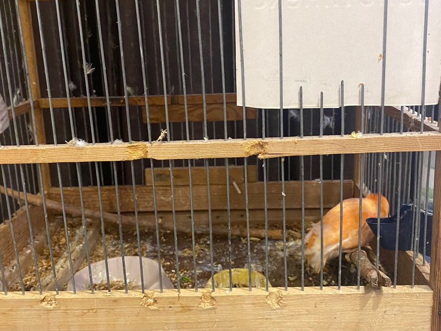 Конорейка с коеткой