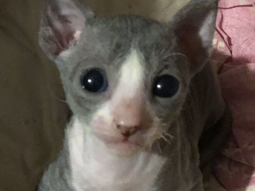 Котята корниш-рекс