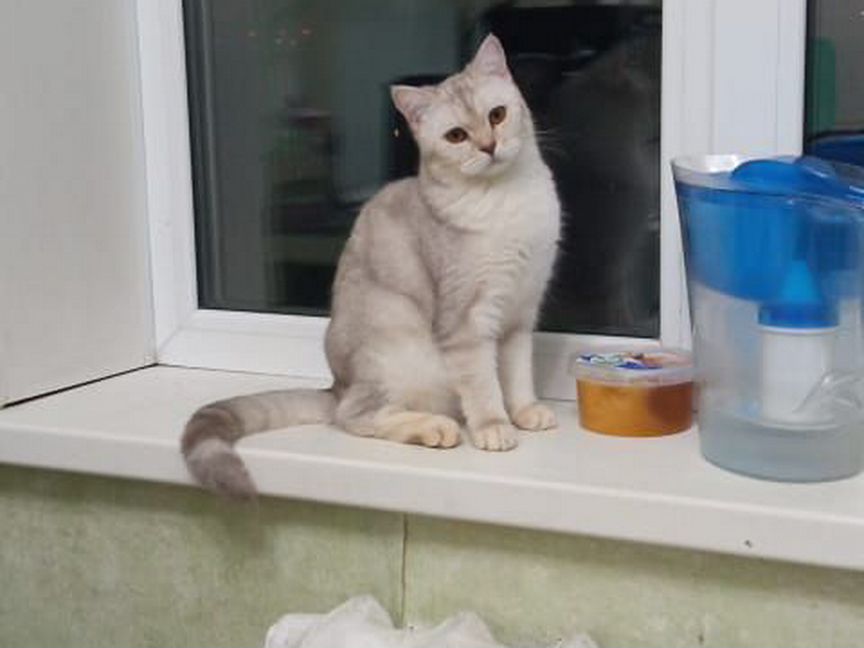 Шотландская кошечка в дар