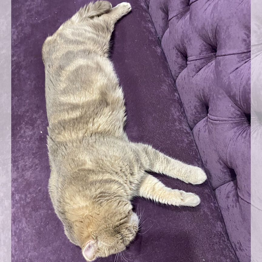 Шотландский вислоухий короткошёрстный, взрослый кот