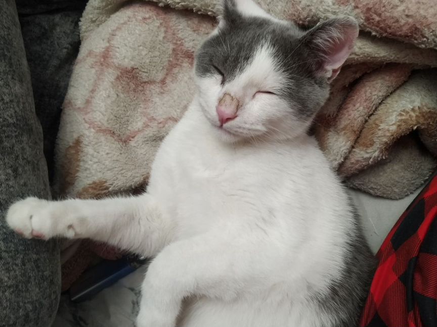 Кот