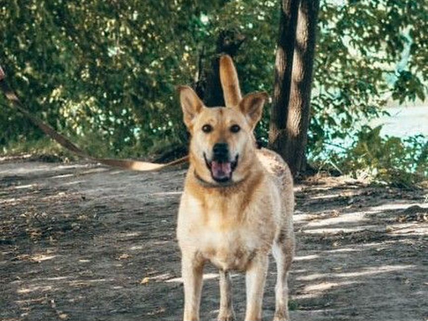 Собака в добрые руки отдам бесплатно