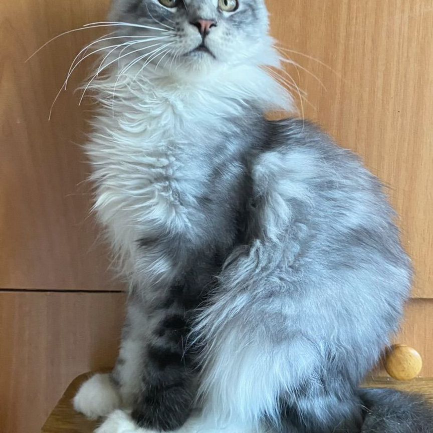 Шикарный мальчишка мейн-кун