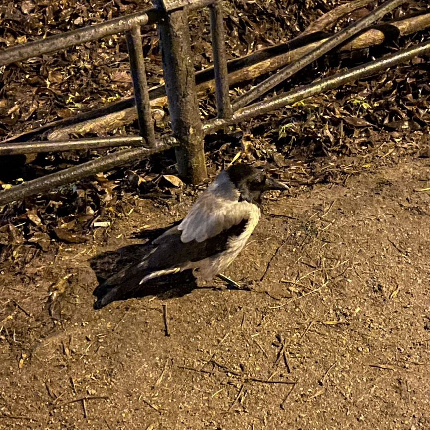 Ворона в добрые руки