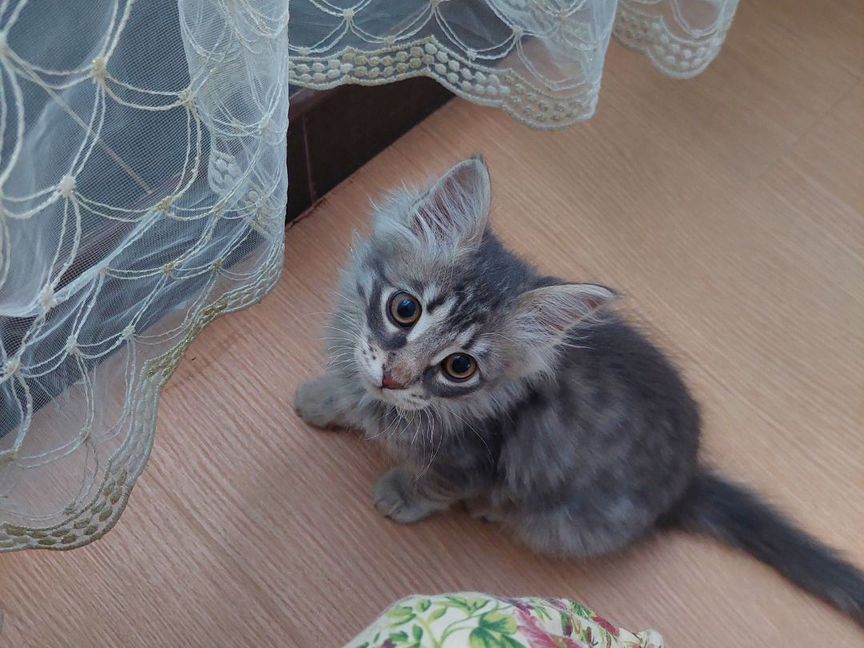 Котёнок нашёлся