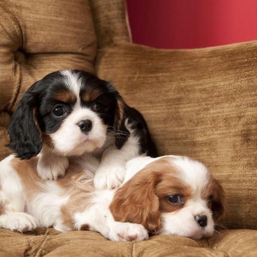 Кавалер кинг-чарльз-спаниель, щенок