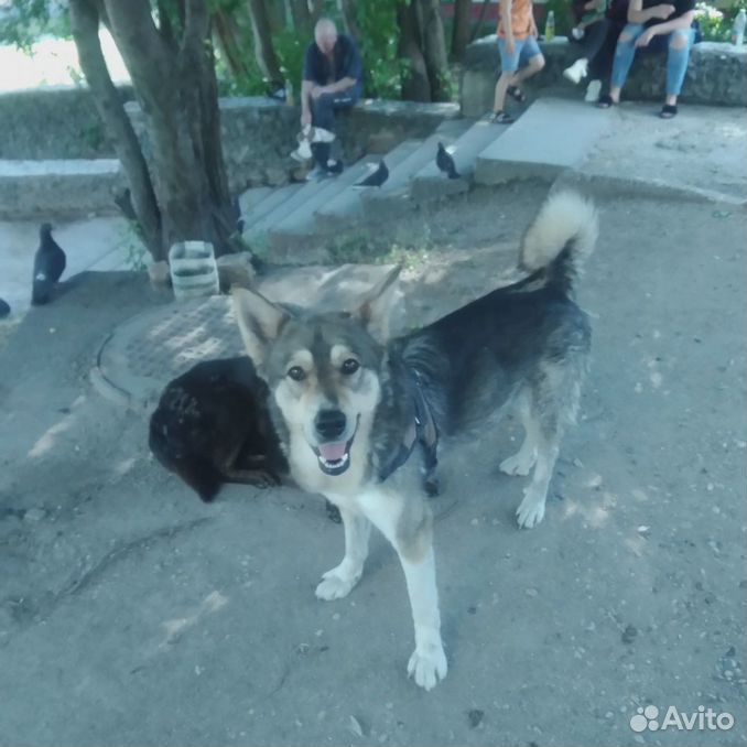 Ищем новый дом для лайки
