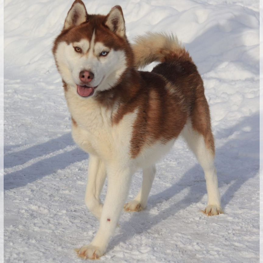 Сибирский хаски, взрослый пёс из приюта