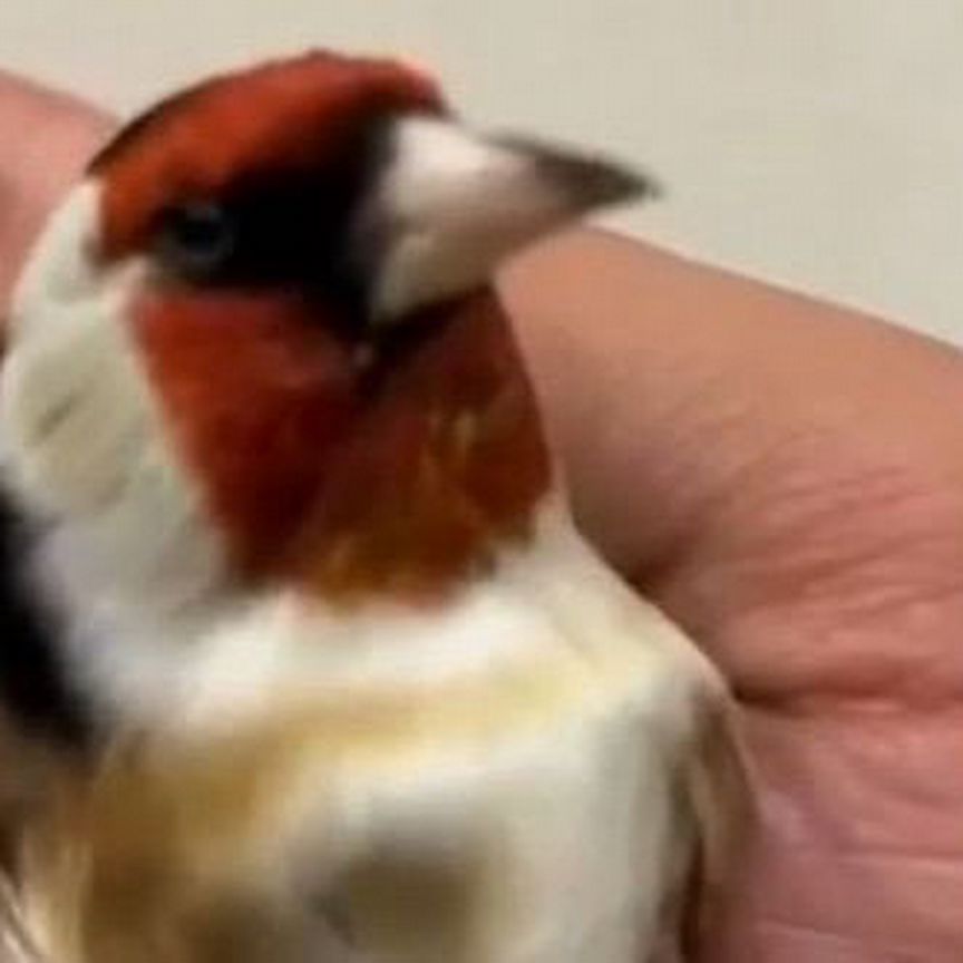 Щеглы новосибирска и Алтая