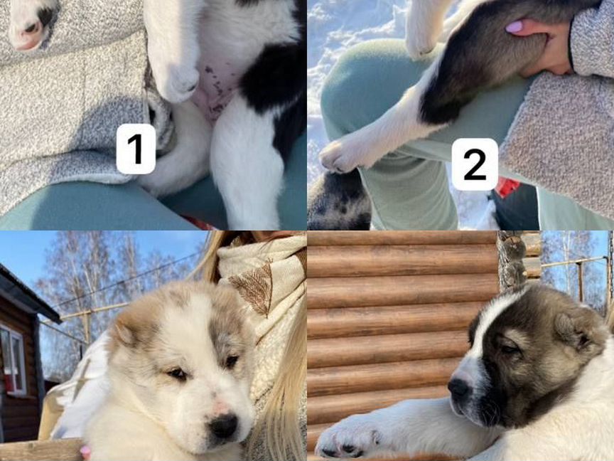 Щенки среднеазиатской овчарки