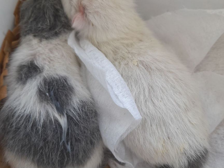 Новорожденные уличные котята