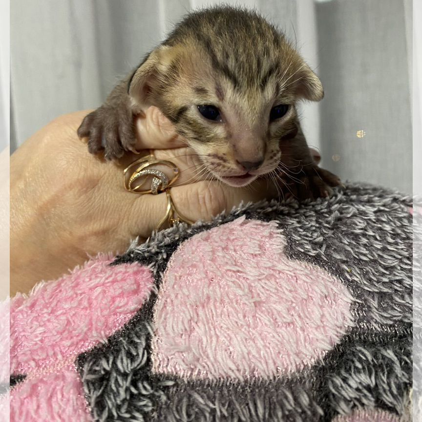 Ориентальный котёнок