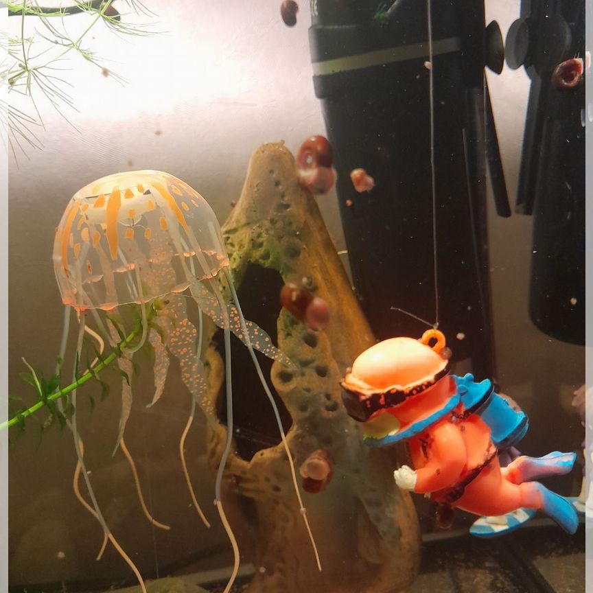 Улитки аквариумные