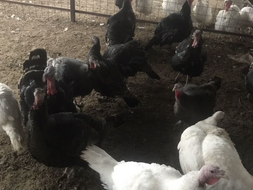 Индюки некондиция