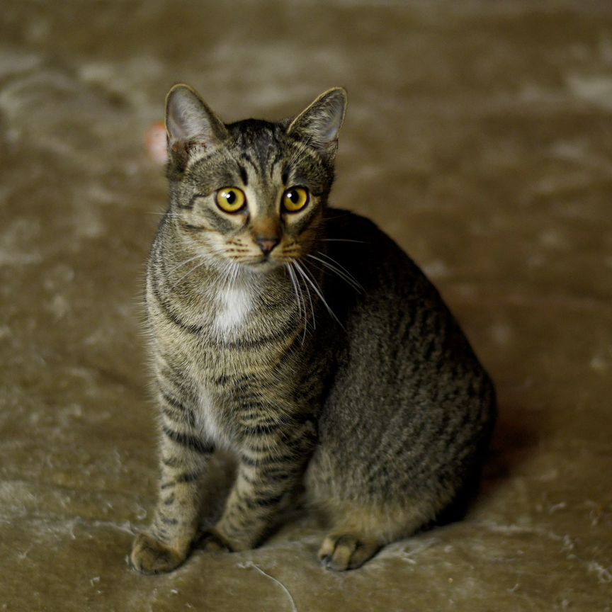 Котенок Тотошка ищет семью