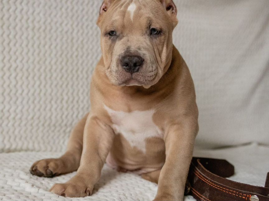 Щенки американские булли Стандарт,Классик