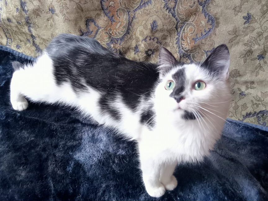 Котёнок, чудесная малышка Софочка ищет семью