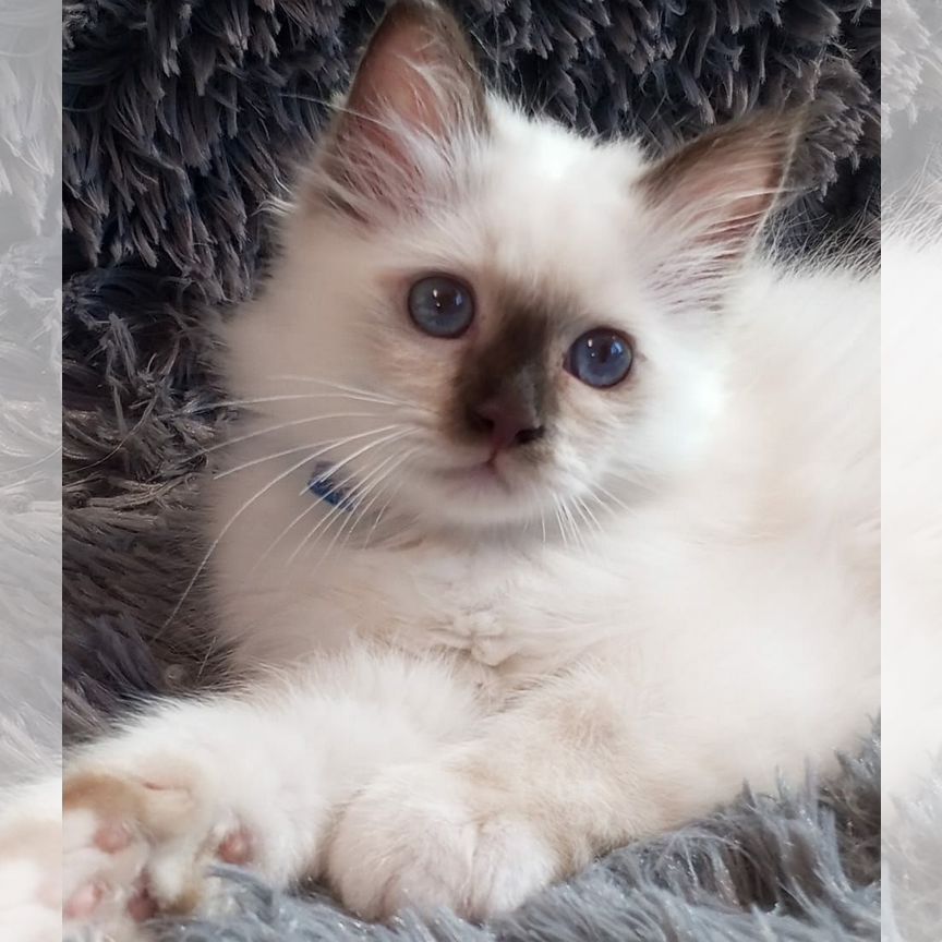 Священная бирма-мальчик шоколад