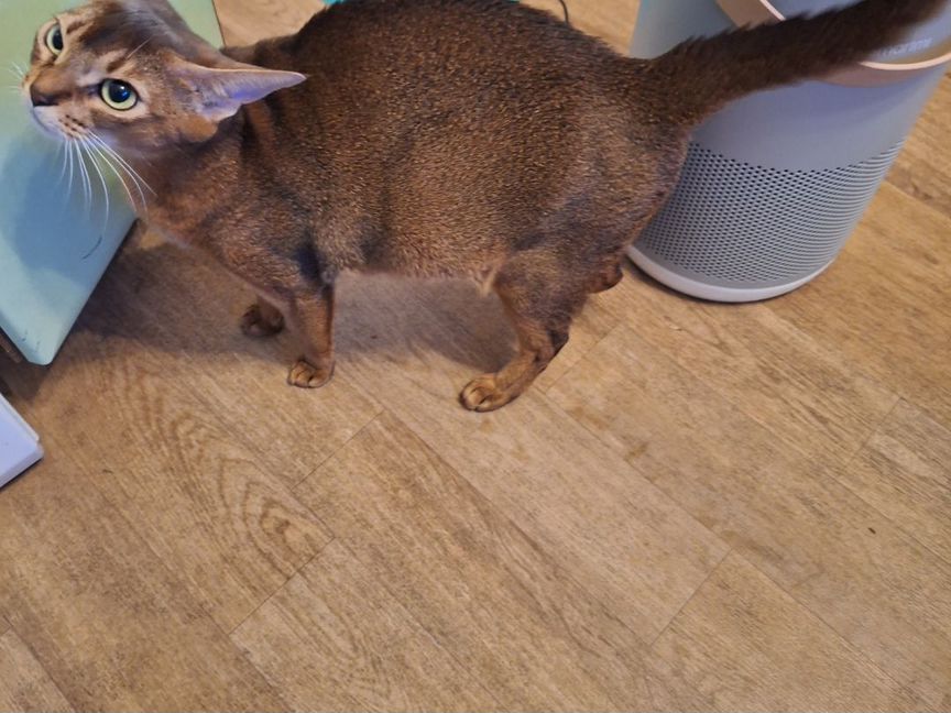 Абиссинская кошка бесплатно