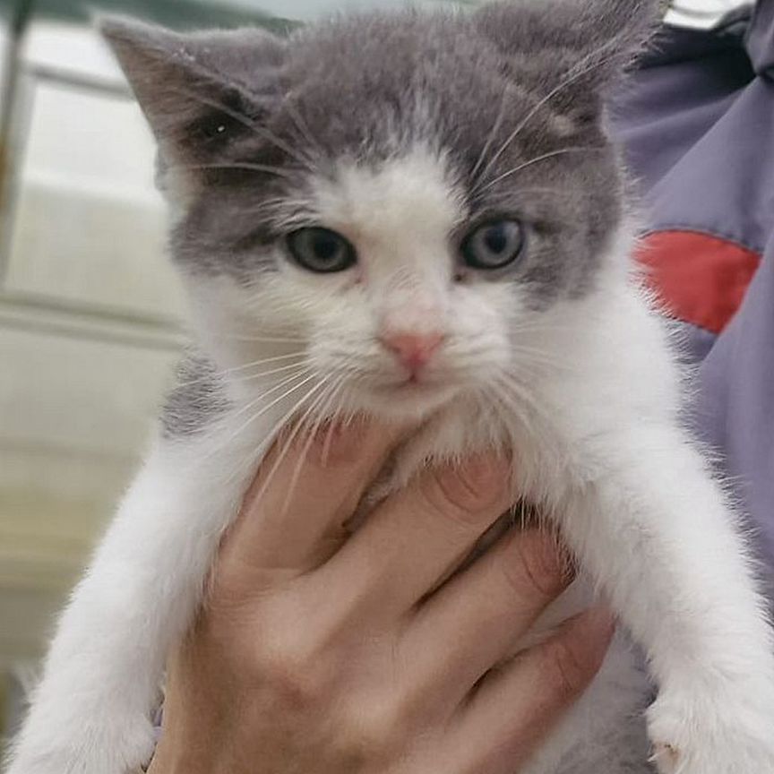 Котёнок