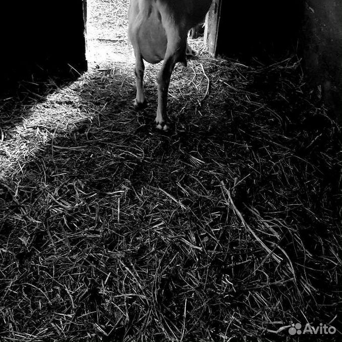 Двойные козы