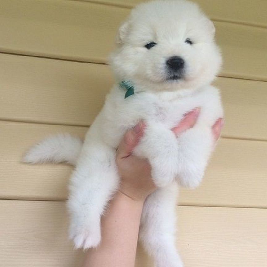 Прекраснейшие щенки самоедики