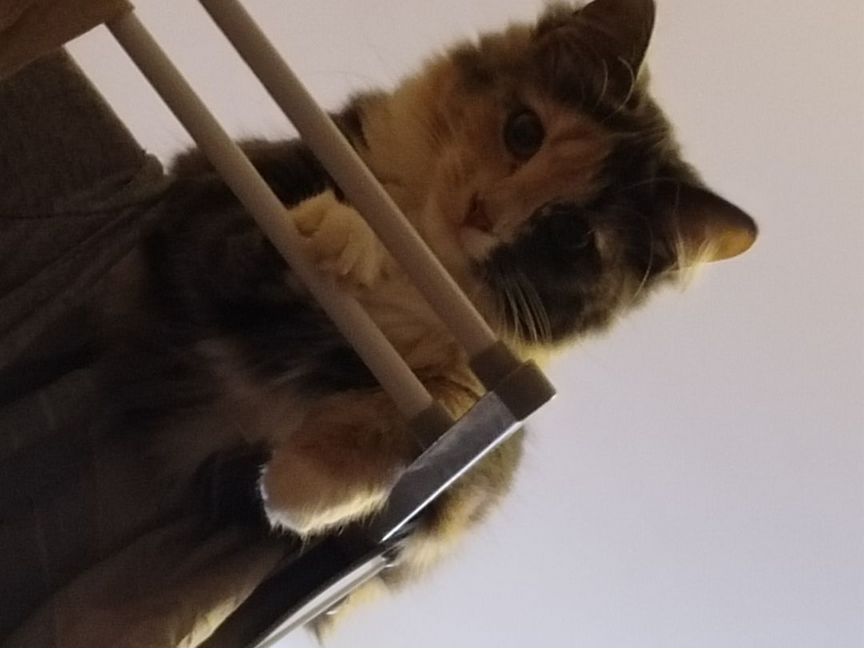 Сибирская кошечка