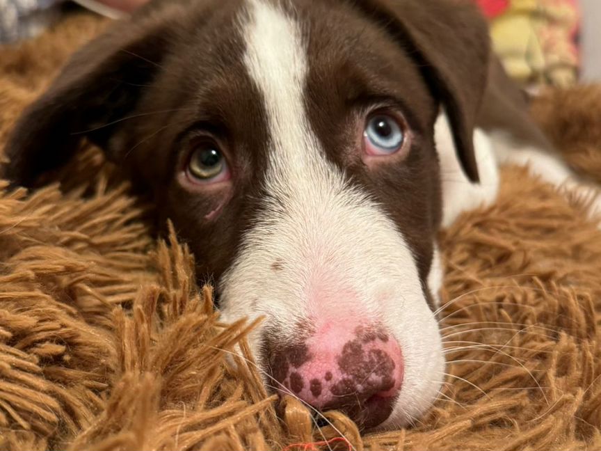 Мальчик - шоколадка