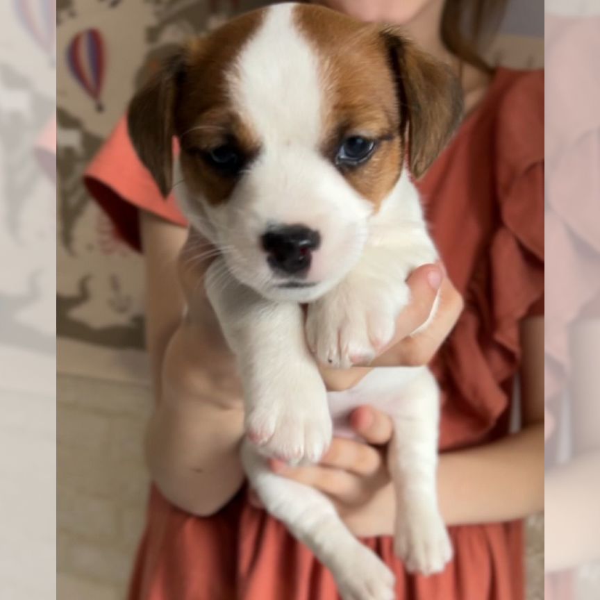 Джек-рассел-терьер, щенок
