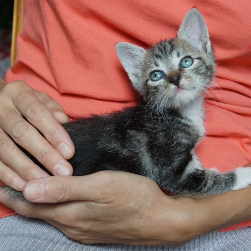 Котёнок мальчик
