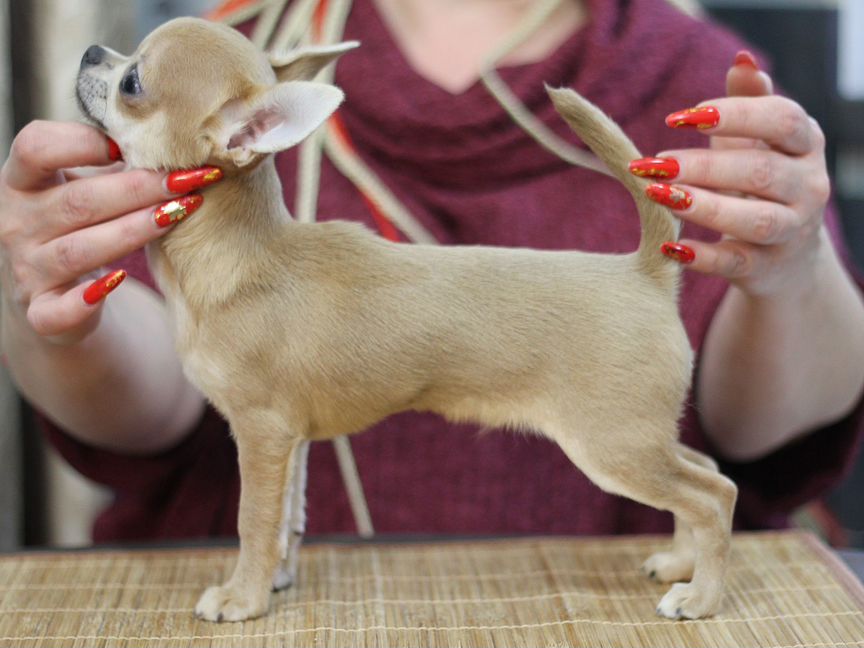 Мальчик чихуахуа голубо-палевого окраса