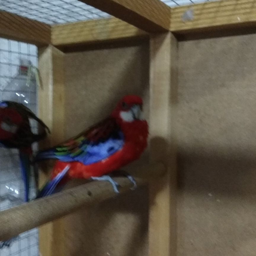 Попугай разные