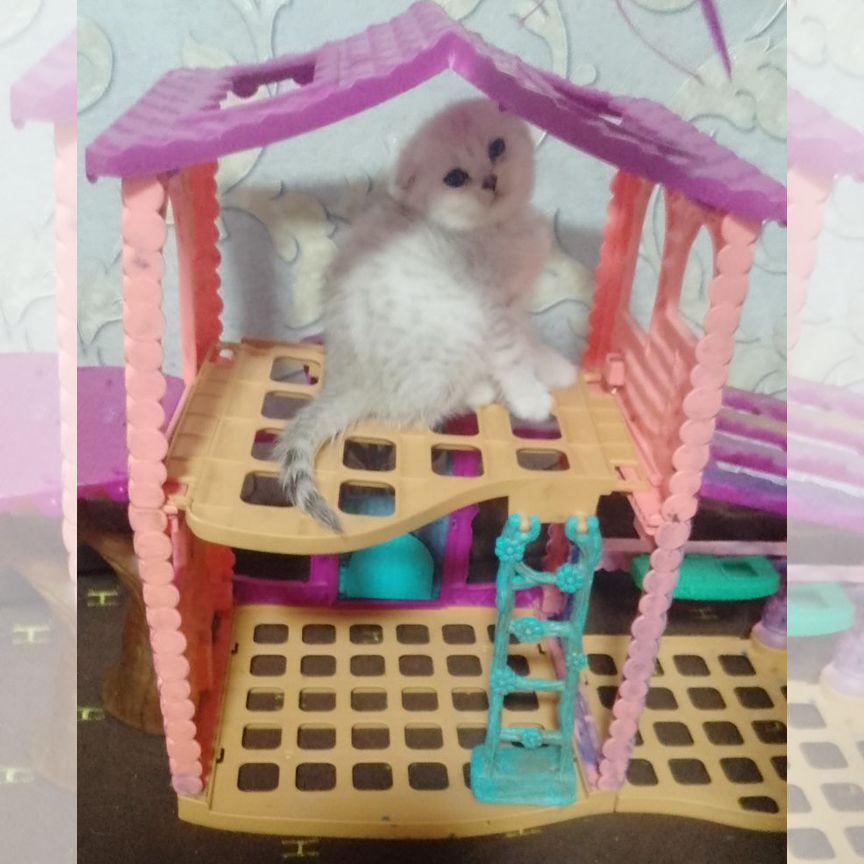 Шотландские котята