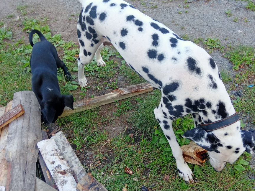 Отдам щенка