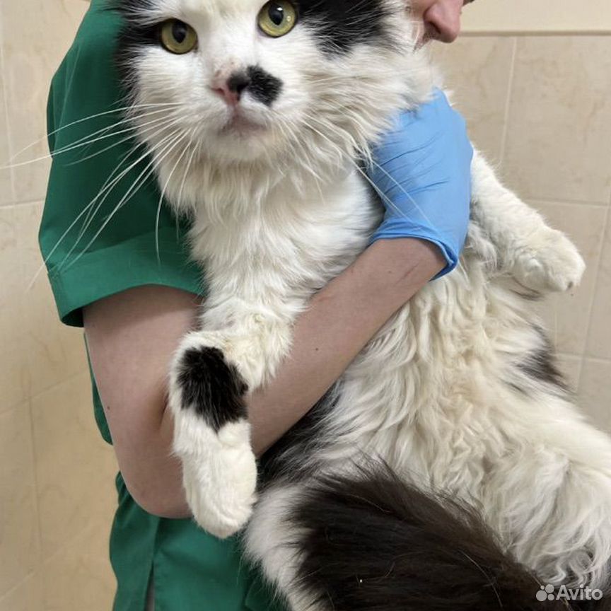 Нашли крупного котика, нужен дом