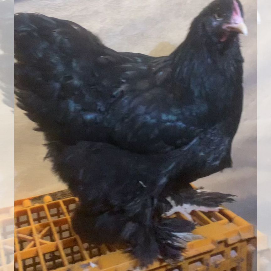 Молодые петушки и куры