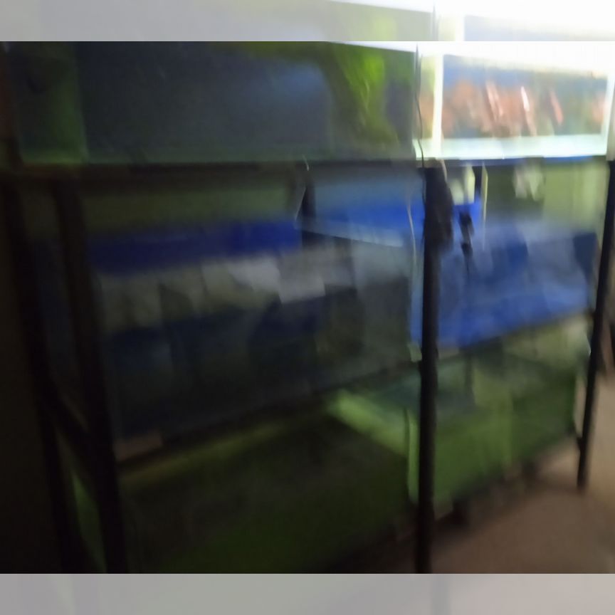 Аквариумы. Разводня