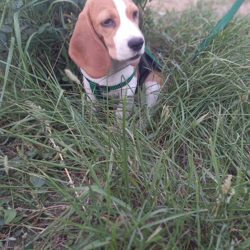 Щенок бигль мальчик