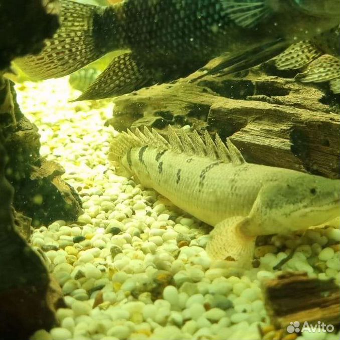 Полиптерус Дельгези