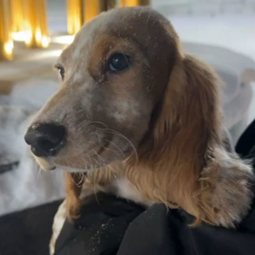 Русский охотничий спаниель, щенок