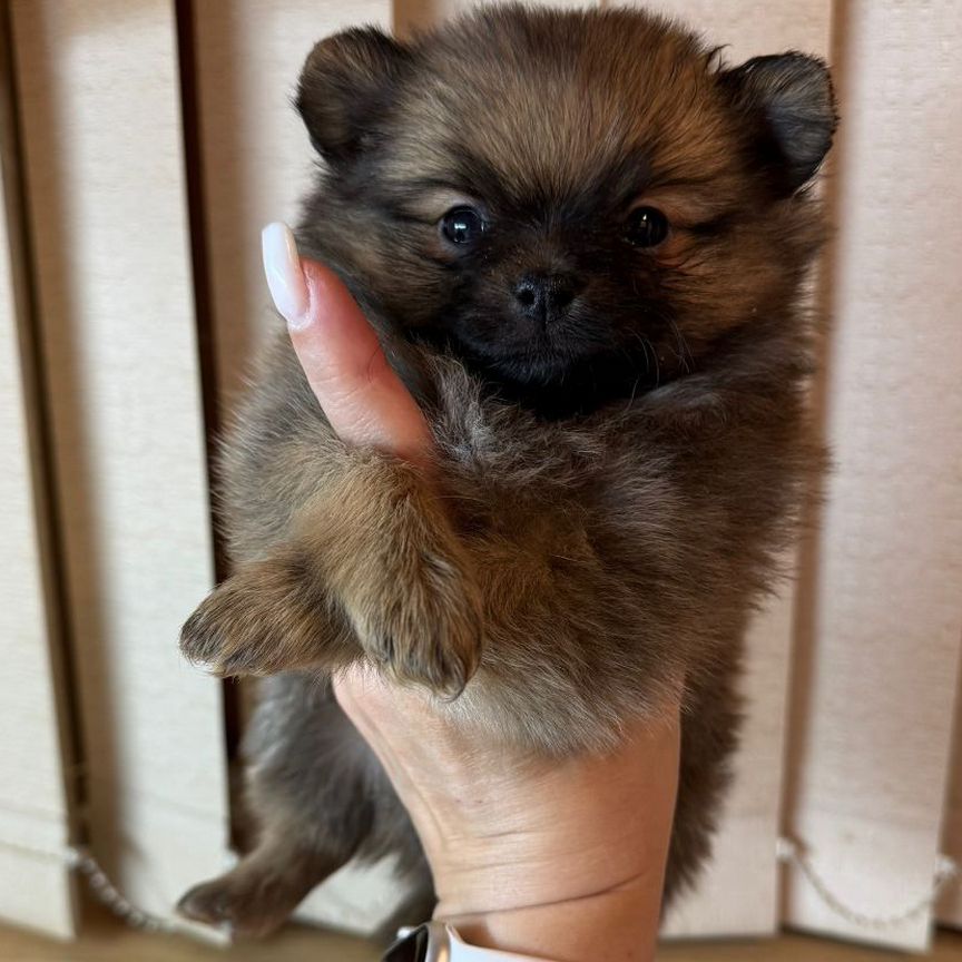 Чихуахуа, щенок