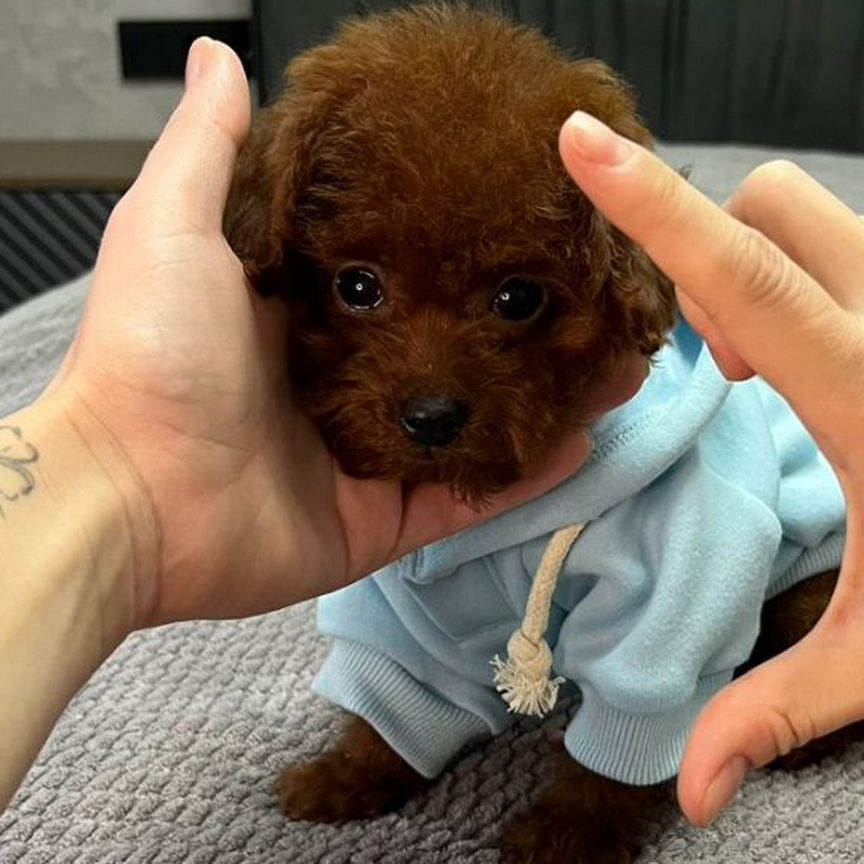 Мальтипу, щенок