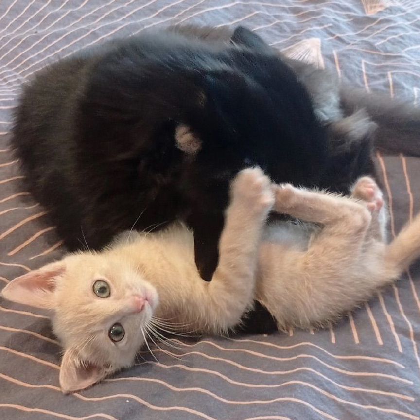 Котенок персиковый