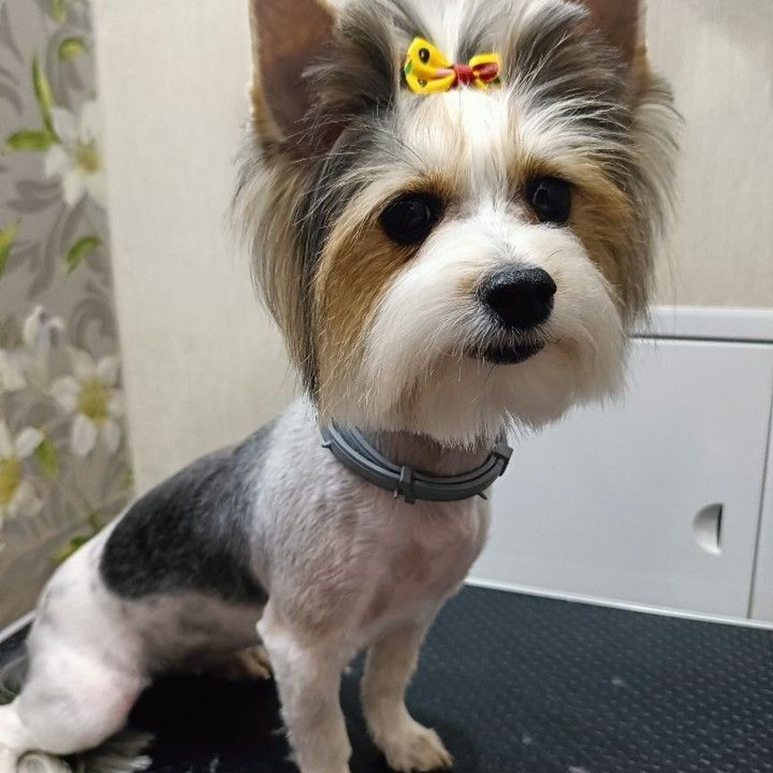 Бивер-йоркширский терьер, взрослая собака