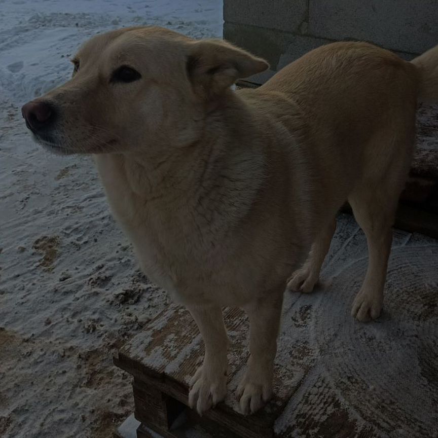 Взрослая собака в добрые руки